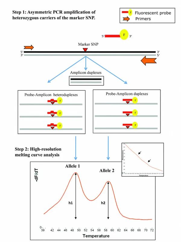 基因突变的检测方法_arms pcr-CSDN博客