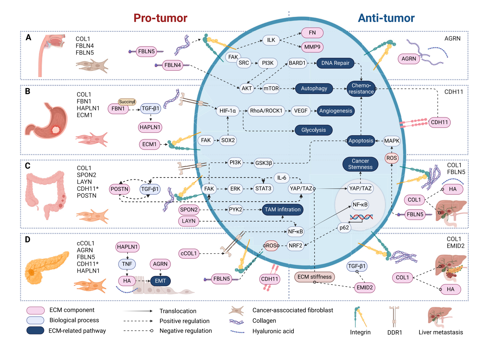 细胞外基质（ECM）对上皮-间充质转化（EMT）作用影响解析_细胞外基质的解聚和emt-CSDN博客