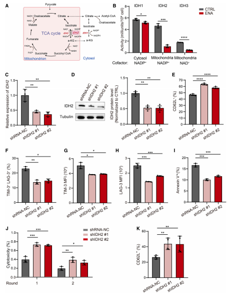 Cell子刊 | 浙大一院黄河团队重大发现：抑制IDH2解锁CAR-T细胞代谢密码，开启抗癌新征程_ros car-t-CSDN博客