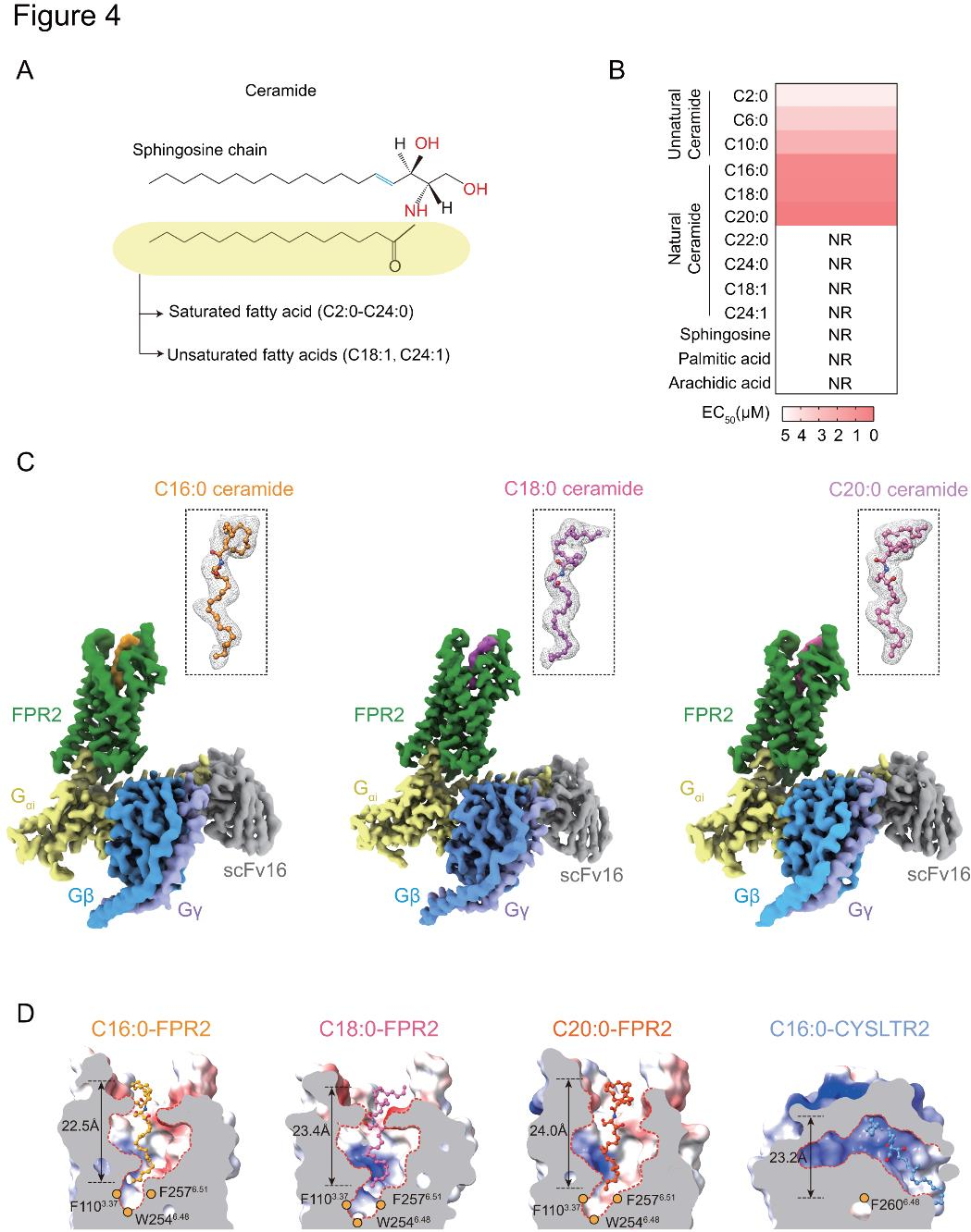 孙金鹏、姜长涛、孔炜又又又登顶刊！Nature余热未尽，Science揭秘神经酰胺和FPR2受体竟是脂肪代谢 “操控大师”_c16 :0神经酰胺-CSDN博客
