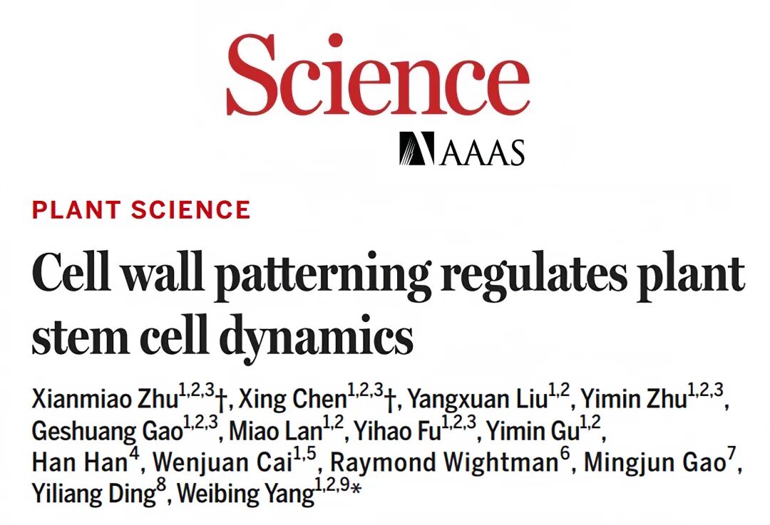 【Science】曹晓风/张宪省/赵忠等点评！杨卫兵研究团队破解植物干细胞命运的“细胞壁密码”-CSDN博客