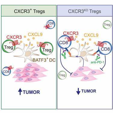 解锁肿瘤免疫治疗新密码：CXCR3 及其配体-CSDN博客