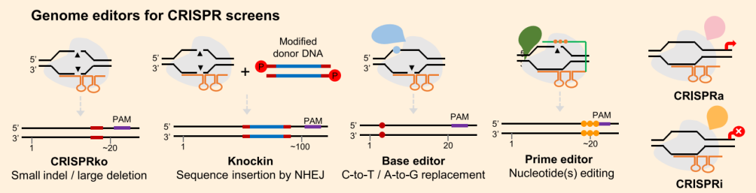 CRISPR screen——极具潜力的高通量筛选技术_crispr screen中sgrna的批量设计-CSDN博客