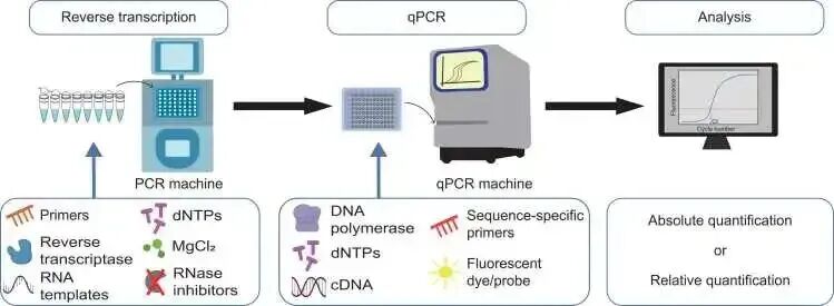 PCR家族科普：PCR、qPCR、RT-PCR、RT-qPCR：还在傻傻分不清？-CSDN博客