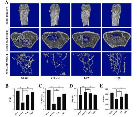 生物测试：Micro-CT深入解析_microct测试孔隙率原理-CSDN博客