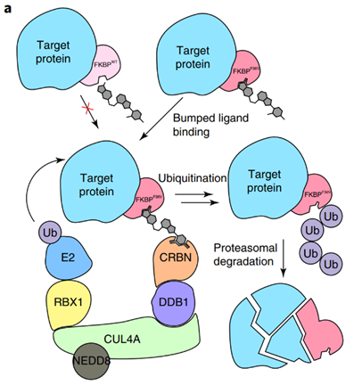 瞬时降解的“Protein i“技术：degradation tag系统_knock in dtag系统-CSDN博客