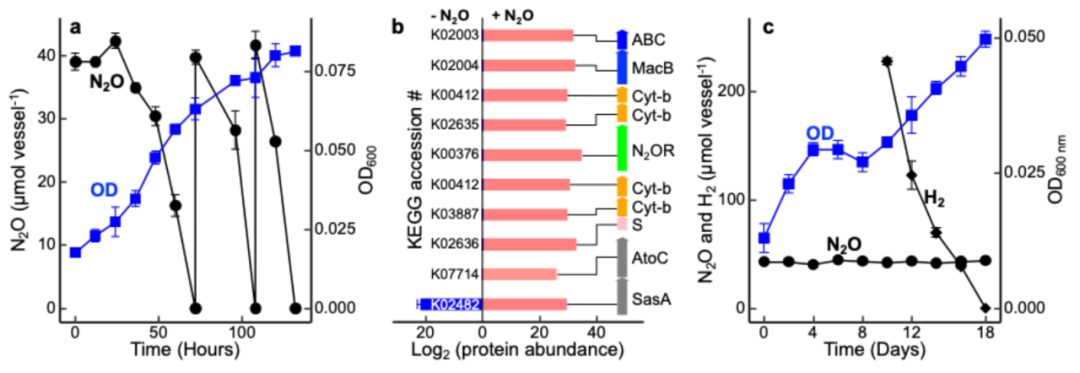 Nature | 何广等-能“吃掉”温室气体N2O的细菌新武器——新型细菌蛋白家族还原一氧化二氮-CSDN博客