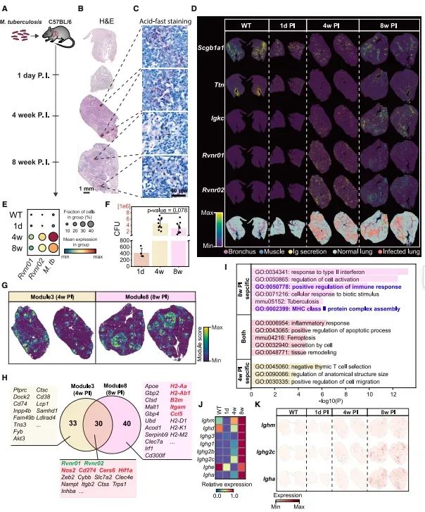 Cell | 华大Stereo-seq实现宿主-微生物时空解析，破解FFPE难题-CSDN博客
