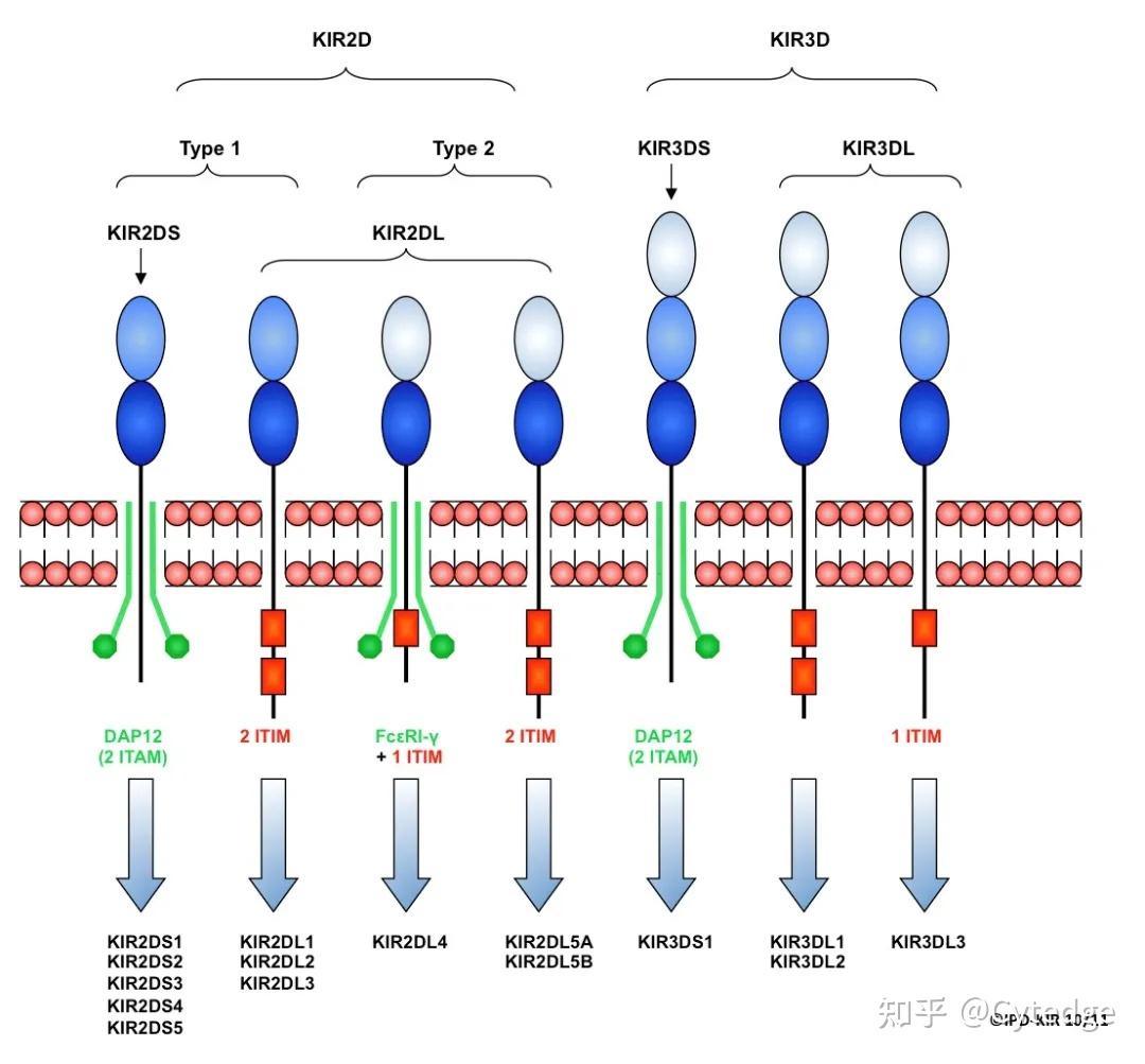 NK细胞的HLA和KIR的配型_kir b型-CSDN博客