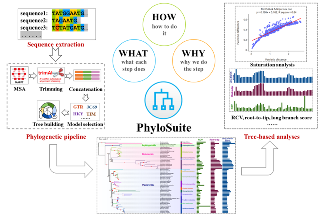 iMeta | 上海交大蹇华哗组-解析细菌基因组中普遍存在的SOS非依赖型原噬菌体-CSDN博客