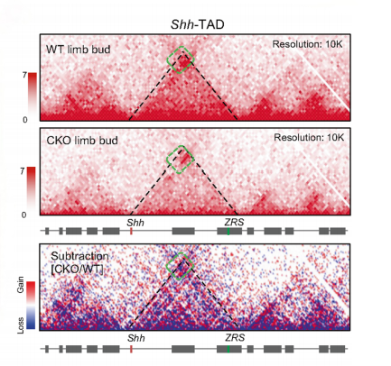 【技术应用】Hi-C如何解锁医学研究新视角？典型案例解析三维基因组奥秘_tad hi-c-CSDN博客