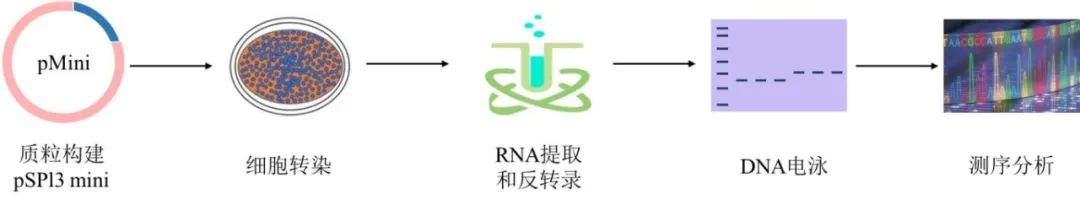 Minigene实验——RNA剪接事件检测利器_mini-gene-CSDN博客