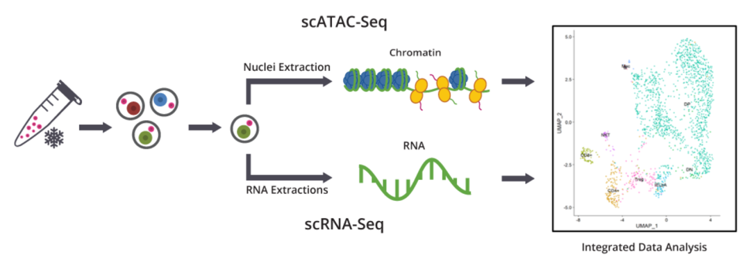 scATAC-seq 做转录因子调控网络？这个工具了整合大规模人类/小鼠参考，推荐大家学习收藏（SCRIP）_scatac 转录因子-CSDN博客