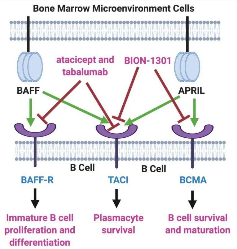 BCMA：多发性骨髓瘤治疗的理想治疗靶点_bcma 在浆细胞上有吗-CSDN博客