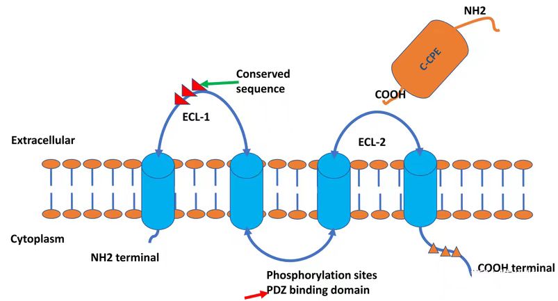 肿瘤靶点的“新宠”-Claudin18.2抗体_amg910-CSDN博客