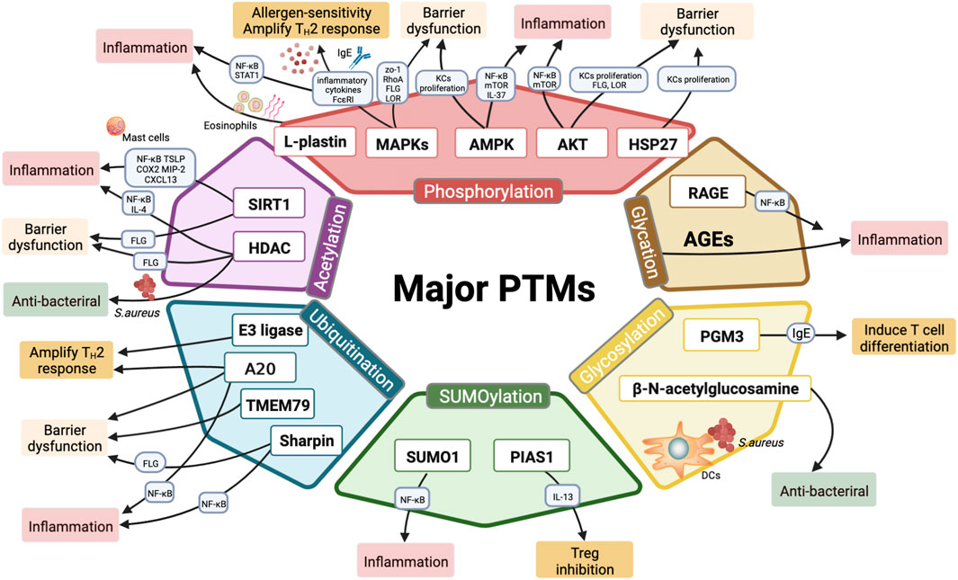 （泛）修饰抗体与定制服务，助力PTMs研究-CSDN博客