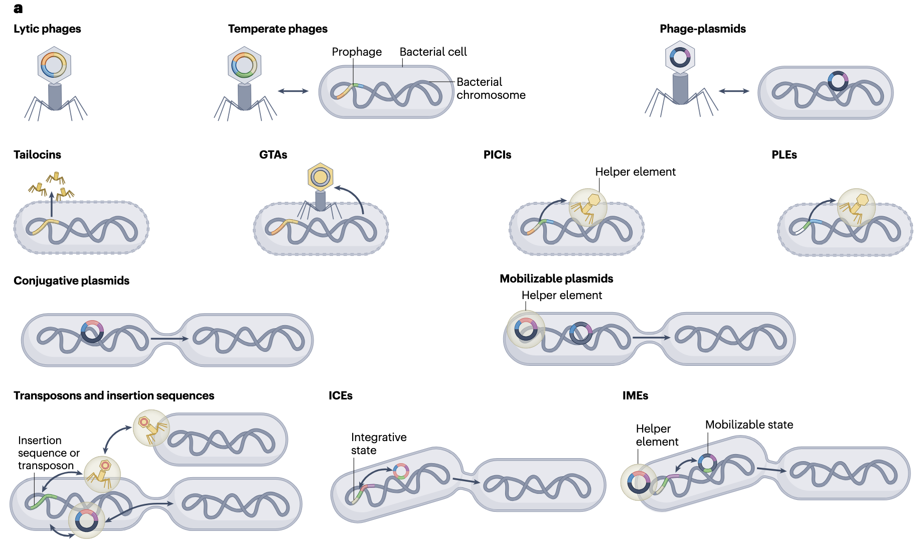 细菌移动遗传元件间的互作与进化关系_mobile genetic elements (mges)-CSDN博客