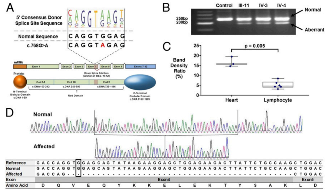 Minigene实验——RNA剪接事件检测利器_mini基因-CSDN博客