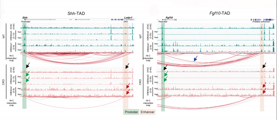 【技术应用】Hi-C如何解锁医学研究新视角？典型案例解析三维基因组奥秘_hi-c技术 疾病-CSDN博客