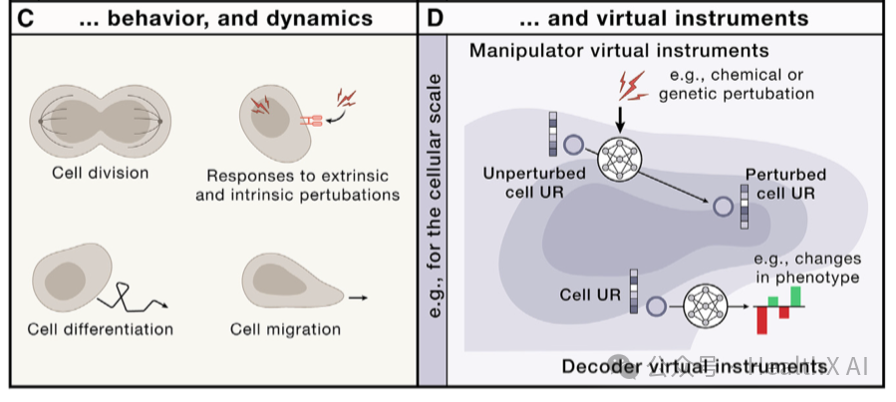 Cell前瞻观点:如何用人工智能构建虚拟细胞？_人工智能_生信宝典-AI编程社区