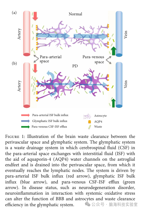 DTI-ALPS：一键揭秘脑类淋巴系统，助力神经疾病精准诊疗-CSDN博客