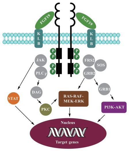 FGF19信号通路：从代谢调控到癌症治疗_hormone fgf19-CSDN博客