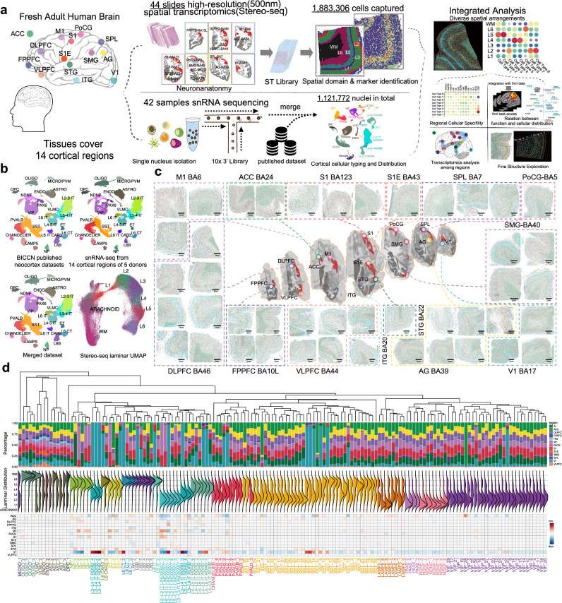 Nat Commun｜视觉盛宴！整合 snRNA-seq 与空间转录组学的百万人级图谱揭示皮层层状结构与细胞互作_人皮质高分辨率空间转录图谱-CSDN博客