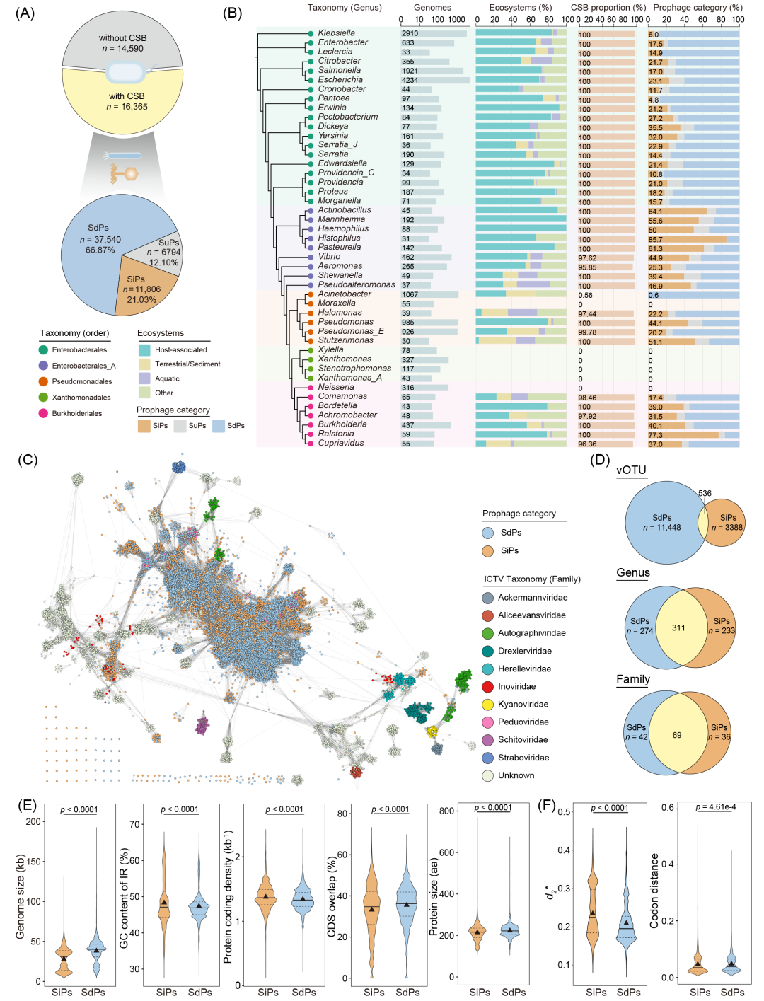 iMeta | 上海交大蹇华哗组-解析细菌基因组中普遍存在的SOS非依赖型原噬菌体-CSDN博客