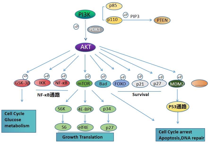 PI3K-Akt 信号通路：解码癌细胞的 “生存引擎” 与靶向治疗新方向-CSDN博客