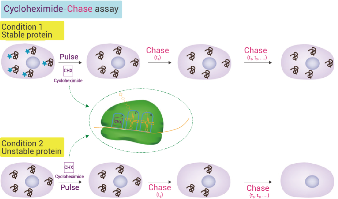 蛋白质也有半衰期! 环己酰亚胺 (CHX) 如何给蛋白质 “算寿命“？| MCE_chx追踪实验-CSDN博客
