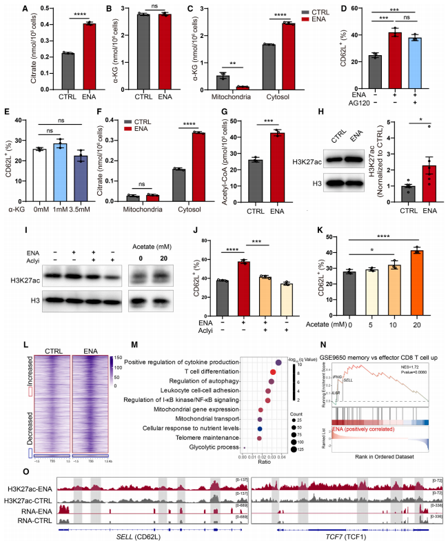 Cell子刊 | 浙大一院黄河团队重大发现：抑制IDH2解锁CAR-T细胞代谢密码，开启抗癌新征程_ros car-t-CSDN博客