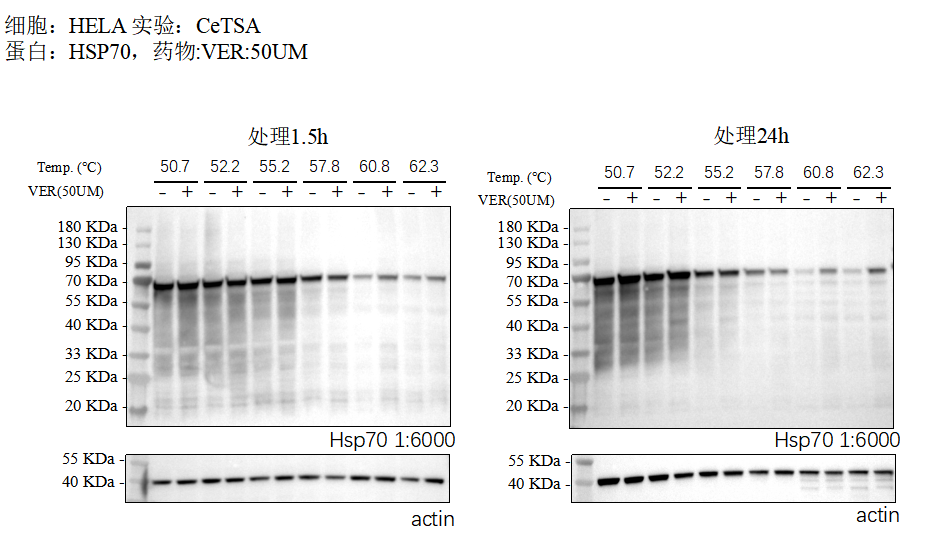 一文了解药物靶点筛选之CETSA技术-CSDN博客