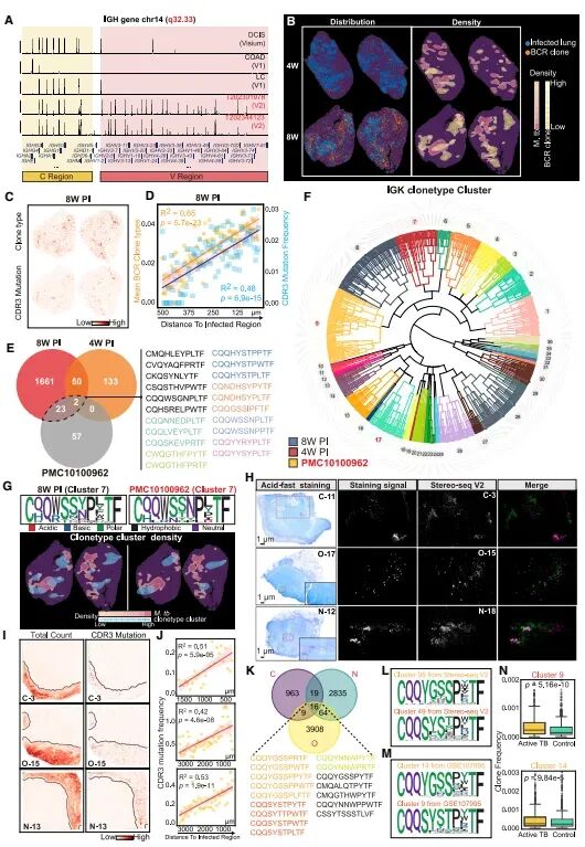 Cell | 华大Stereo-seq实现宿主-微生物时空解析，破解FFPE难题-CSDN博客