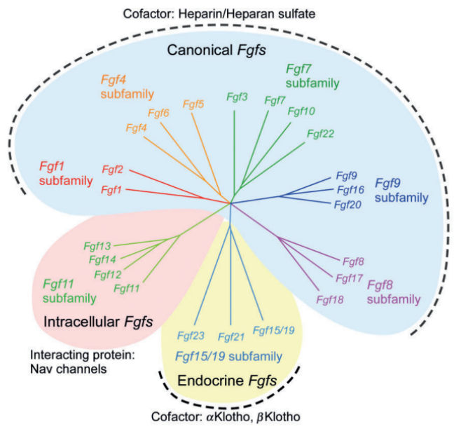 细胞的饕餮盛宴：FGF家族生长因子的神奇力量-CSDN博客