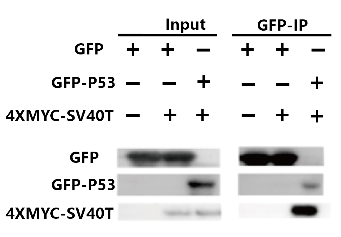 免疫共沉淀（Co-IP）-CSDN博客