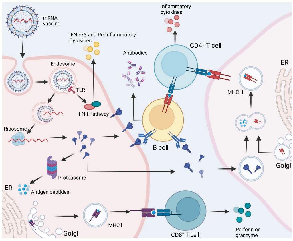 探索mRNA疫苗生产流程：酶产品的核心角色_mrna体外转录-CSDN博客