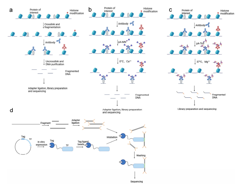 【技术应用】表观研究三剑客：ChIP-seq、CUT&Tag和DAP-seq，谁更适合你？_cut&tag和atac-seq技术的对比列表图-CSDN博客