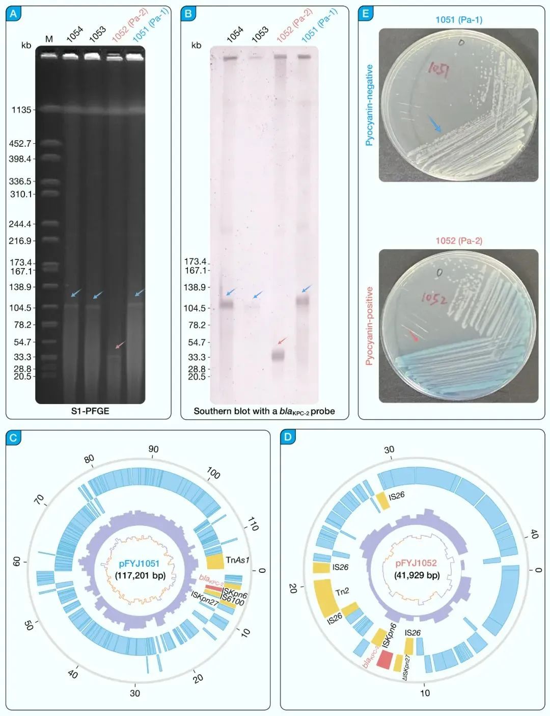 hLife 虚拟专辑 | Combating Antimicrobial Resistance (AMR)-CSDN博客