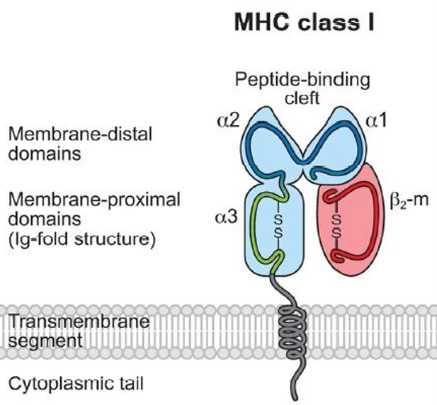 β2-Microglobulin/B2M: A small protein, a big detective_b2m基因-CSDN博客