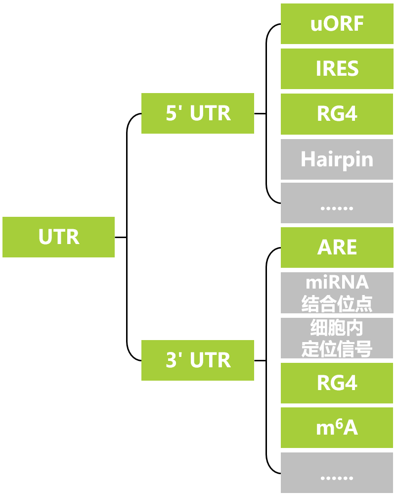 UTR中不可小觑的调控元件_ares序列-CSDN博客