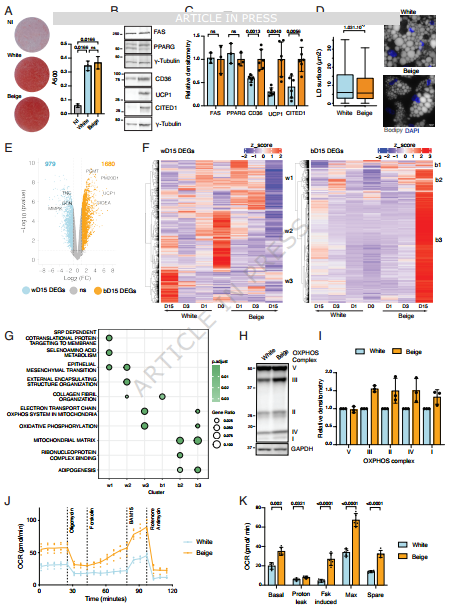 bulk RNA+ATAC+ChIP-seq+Hi-ChIP，揭秘 “燃脂脂肪” 的调控密码：表观遗传与增强子网络如何塑造米色脂肪细胞？-CSDN博客