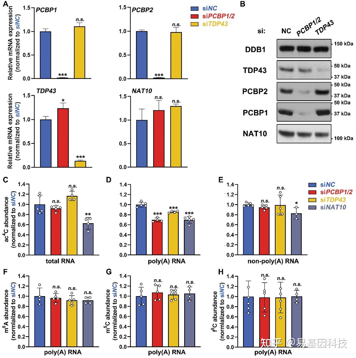 易基因：浙大范衡宇团队acRIP-seq揭示哺乳动物mRNA乙酰化修饰ac4C形成的分子机制｜Adv Sci_乙酰化免疫共沉淀结果解读-CSDN博客