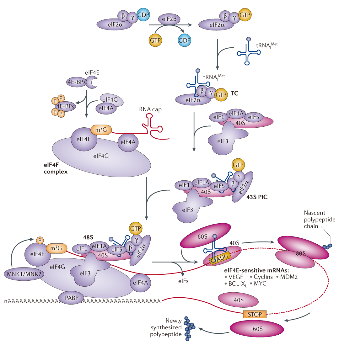 UTR中不可小觑的调控元件_gamyb1 mrna 3'utr-CSDN博客