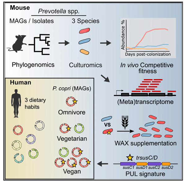 产品升级！微生物基因组多糖结合位点PUL预测_polysaccharide utilization loci-CSDN博客
