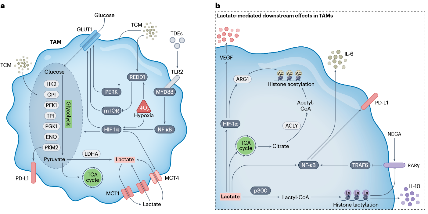 Nature Cancer | 代谢如何决定巨噬细胞的“性格”？一文梳理TAM功能背后的代谢线路图 ｜ 这组TAM代谢机制机制图学习起来_linking macrophage ...