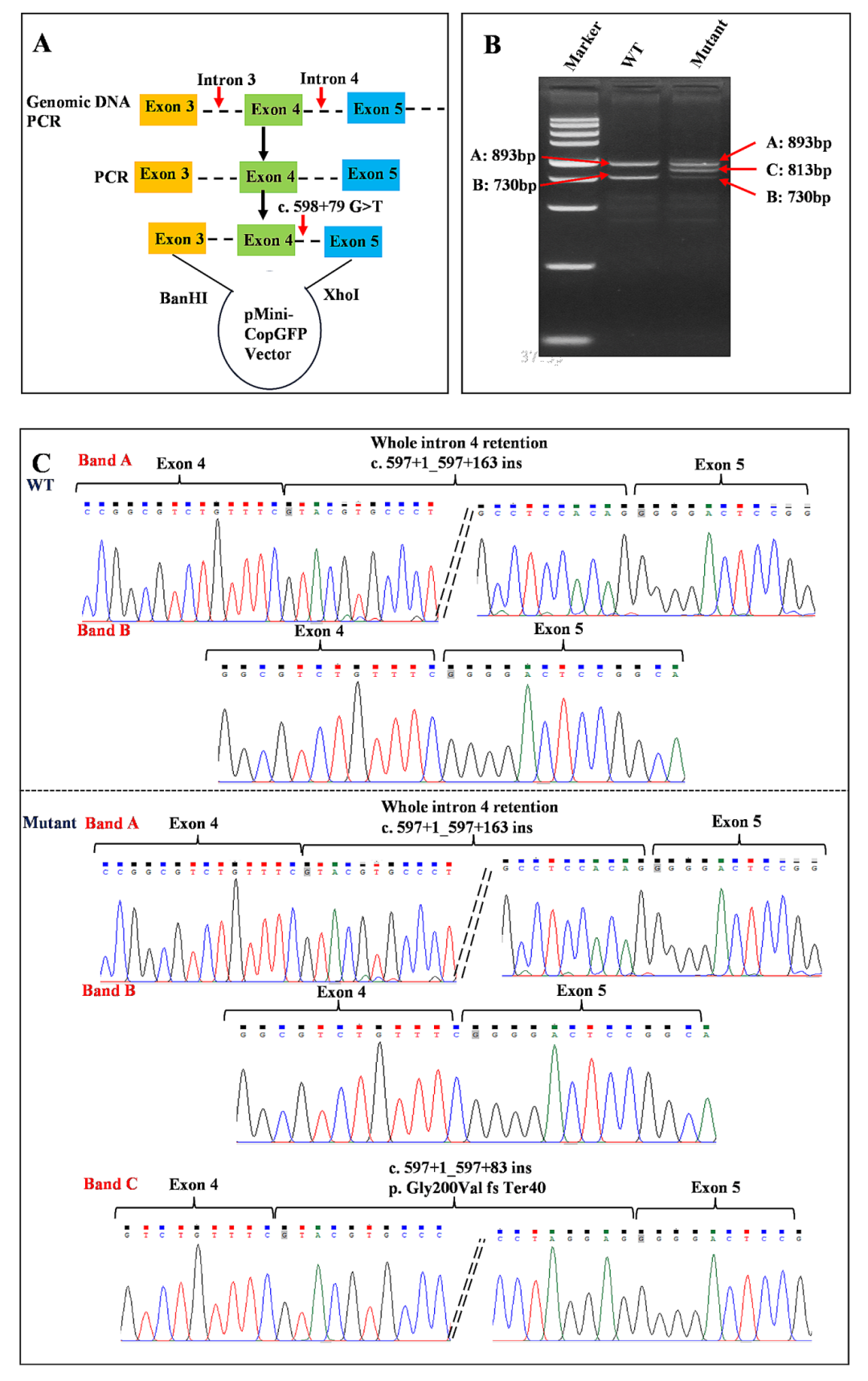 Minigene实验——RNA剪接事件检测利器-CSDN博客