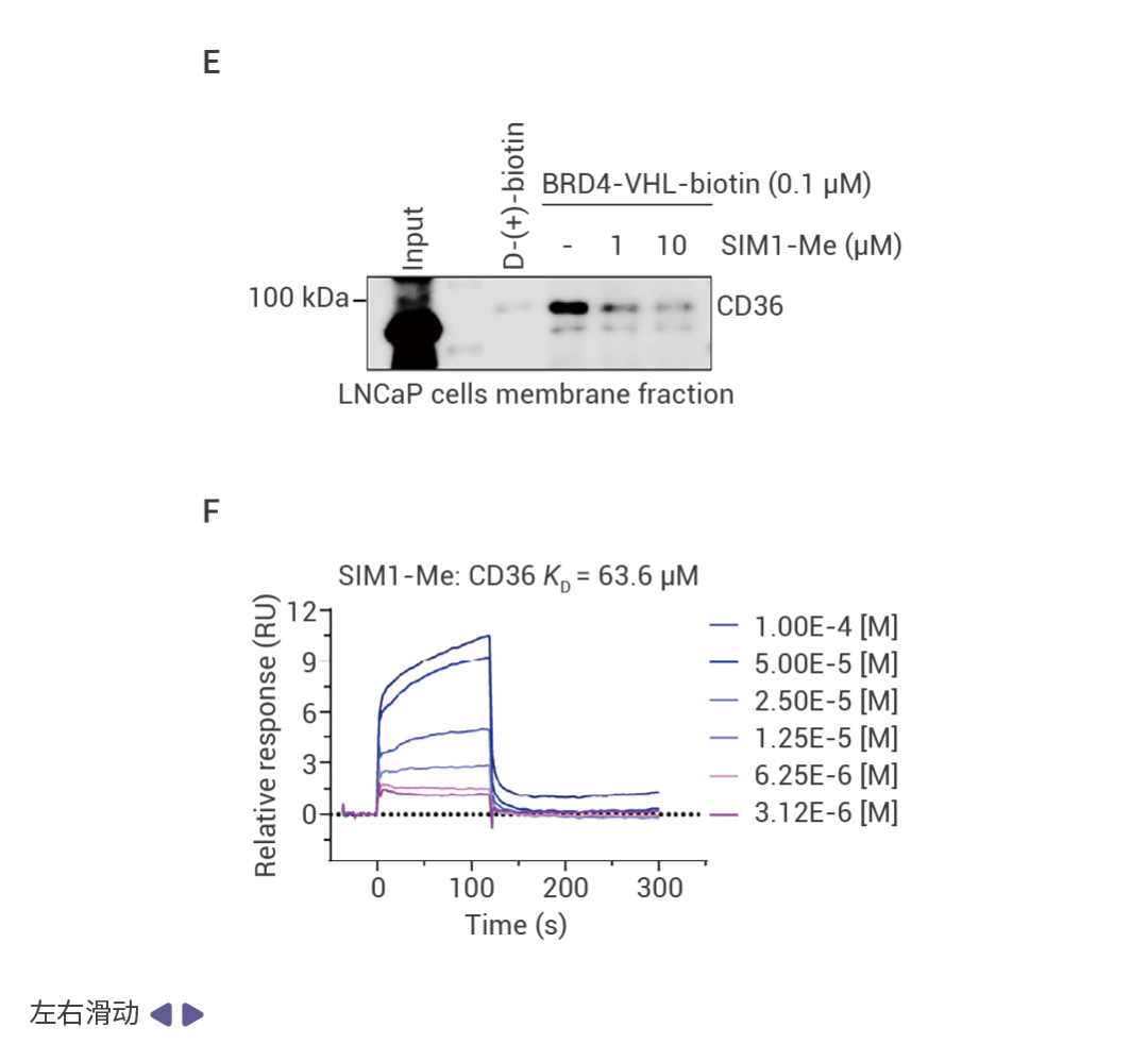 《Cell》破解 PROTAC 透膜难题∶ CD36 蛋白介导的内吞机制_MedChemExpress(MCE中国)-CSDN博客