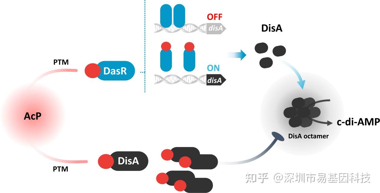 易基因：mBio：ChIP-seq助力揭示AcP依赖性乙酰化修饰网络对放线菌c-di-AMP稳态的调控机制|项目文章-CSDN博客