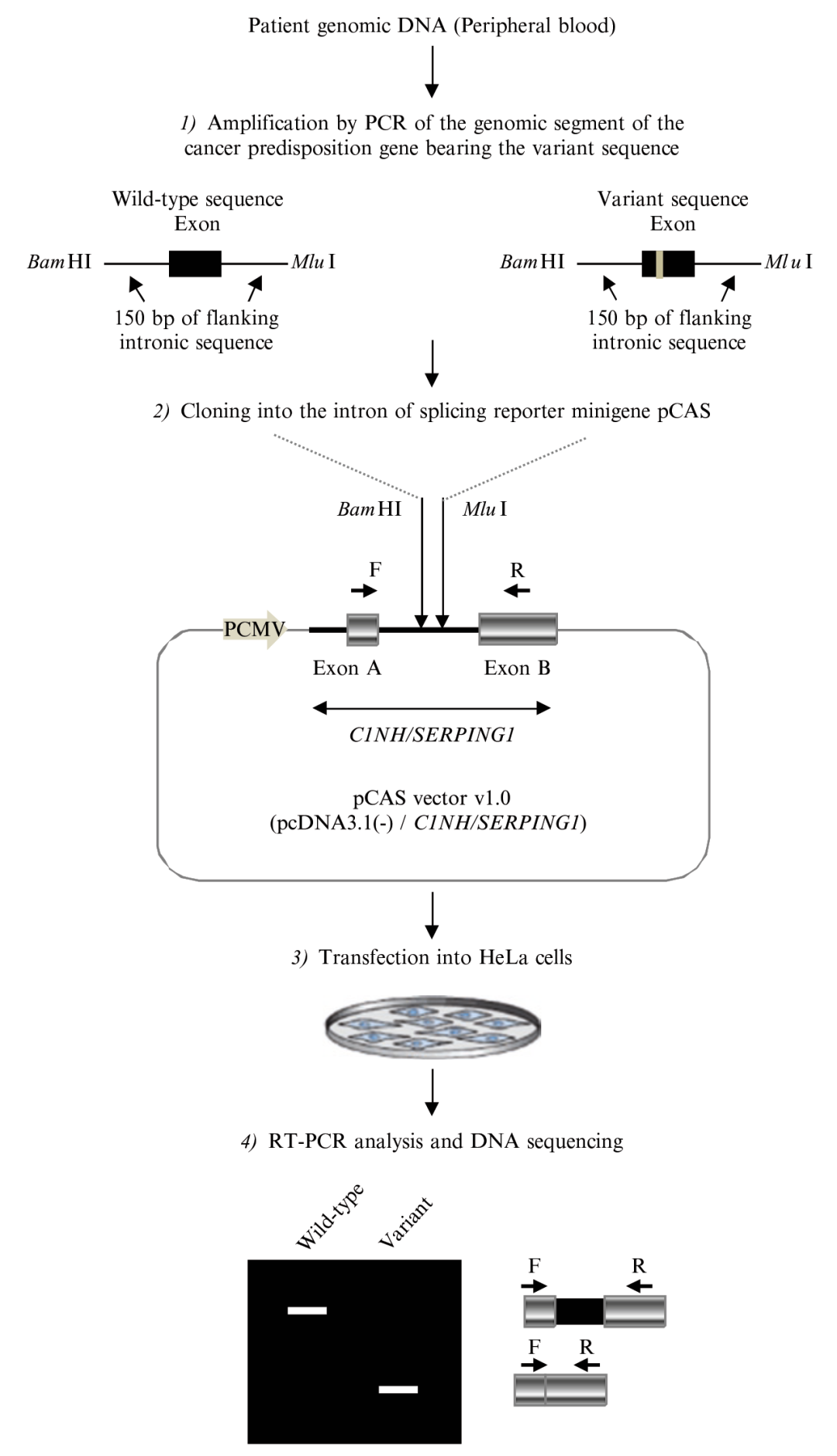 一文解析Minigene技术原理及应用-CSDN博客