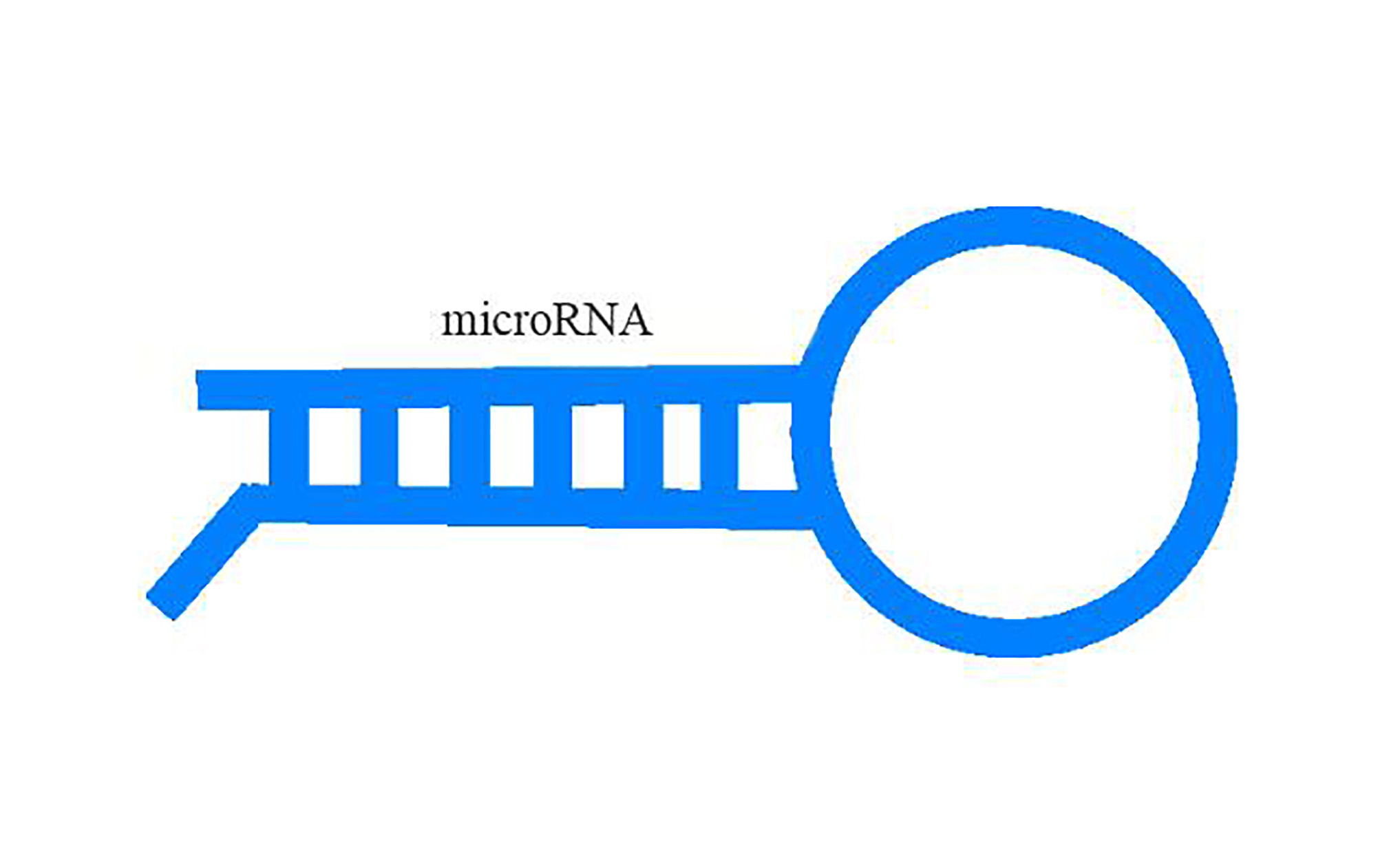 microRNA（miRNA）及其研究应用_mirna靶标验证 阳性对照 意义-CSDN博客